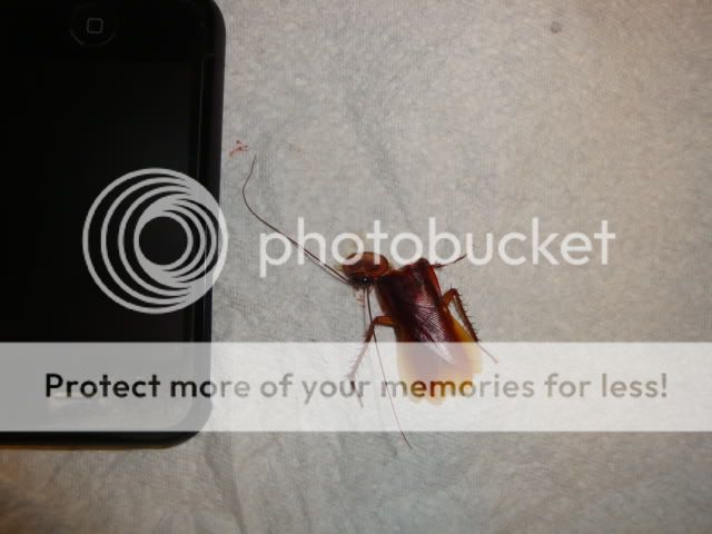 Roach death - NASIOC