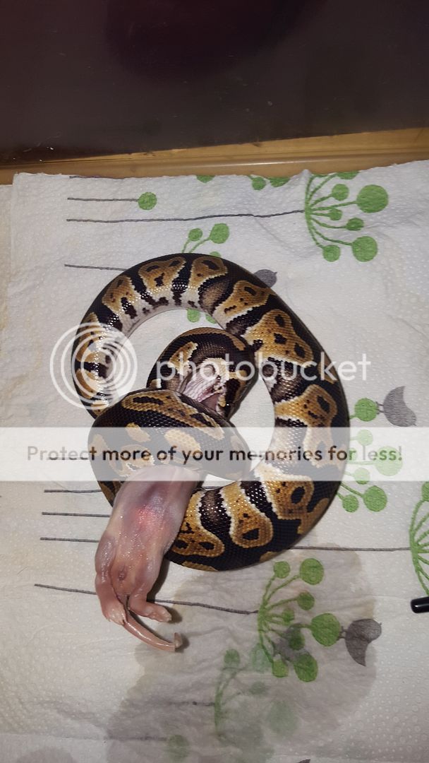 new royal python that I got on Saturday! | Reptile Forums