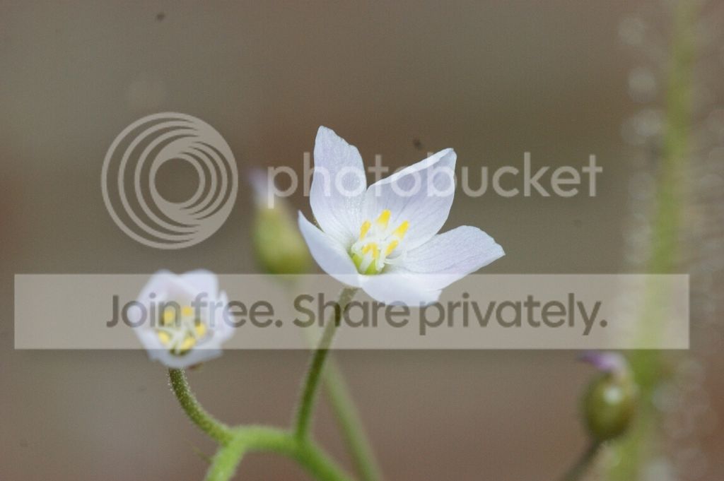 Drosera finlaysoniana Flowering - FlyTrapCare Forums
