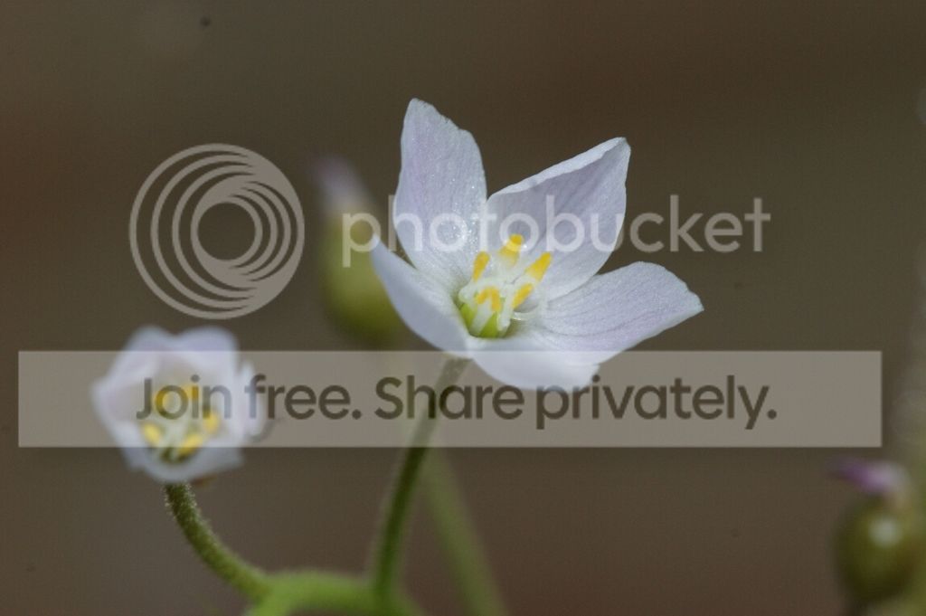 Drosera finlaysoniana Flowering - FlyTrapCare Forums