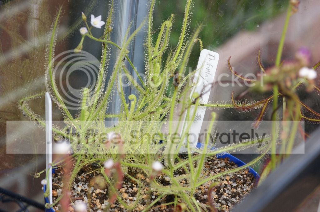 Drosera finlaysoniana Flowering - FlyTrapCare Forums